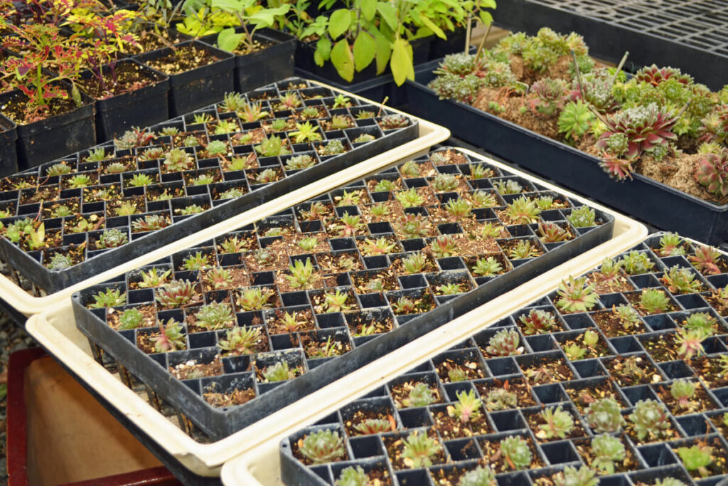 Como Fazer Muda De Plantas Suculentas: Passo A Passo Completo ...