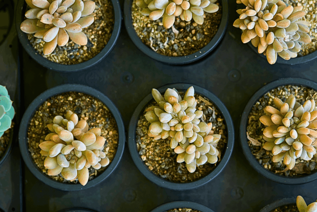 Quais São As Suculentas Mais Famosas? Um Guia Prático