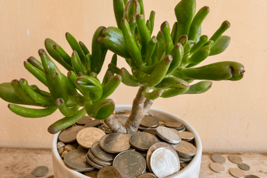 Suculenta Orelha De Shrek: Tudo Sobre Essa Planta Exótica